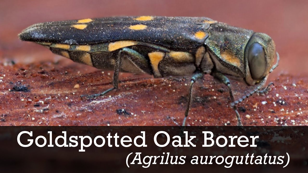 Goldspotted Oak Borer ID - YouTube