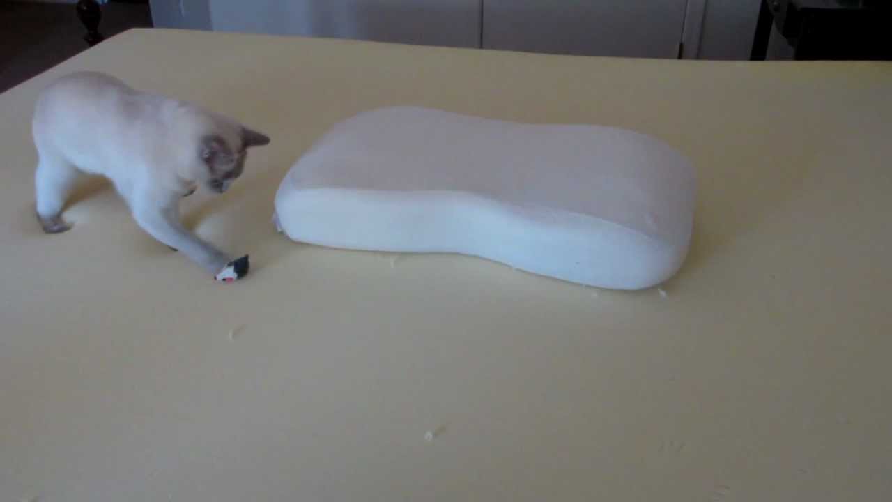 Tonkinese Cat Playing on Memory Foam [HD] - YouTube