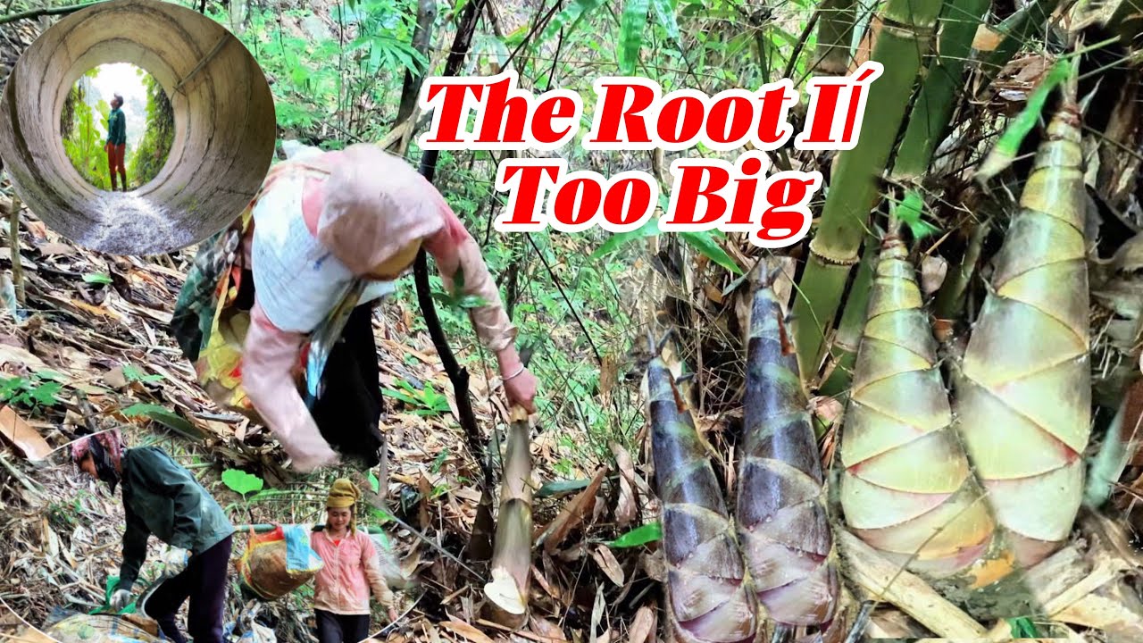 Bamboo shoot season has come, big, delicious and crispy. - YouTube