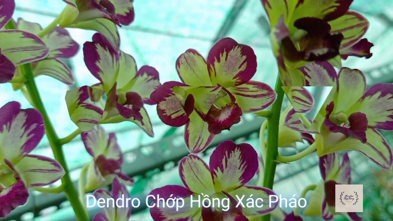 # 92. DENDRO CHỚP HỒNG XÁC PHÁO NỞ HOA TRONG VƯỜN - YouTube