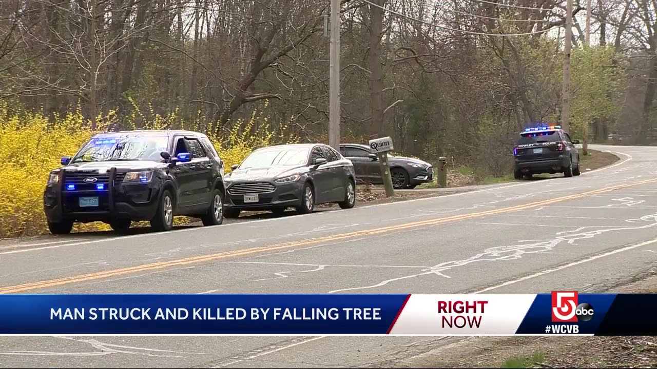 Man, 81, dies after getting hit by tree he was helping cut down - YouTube