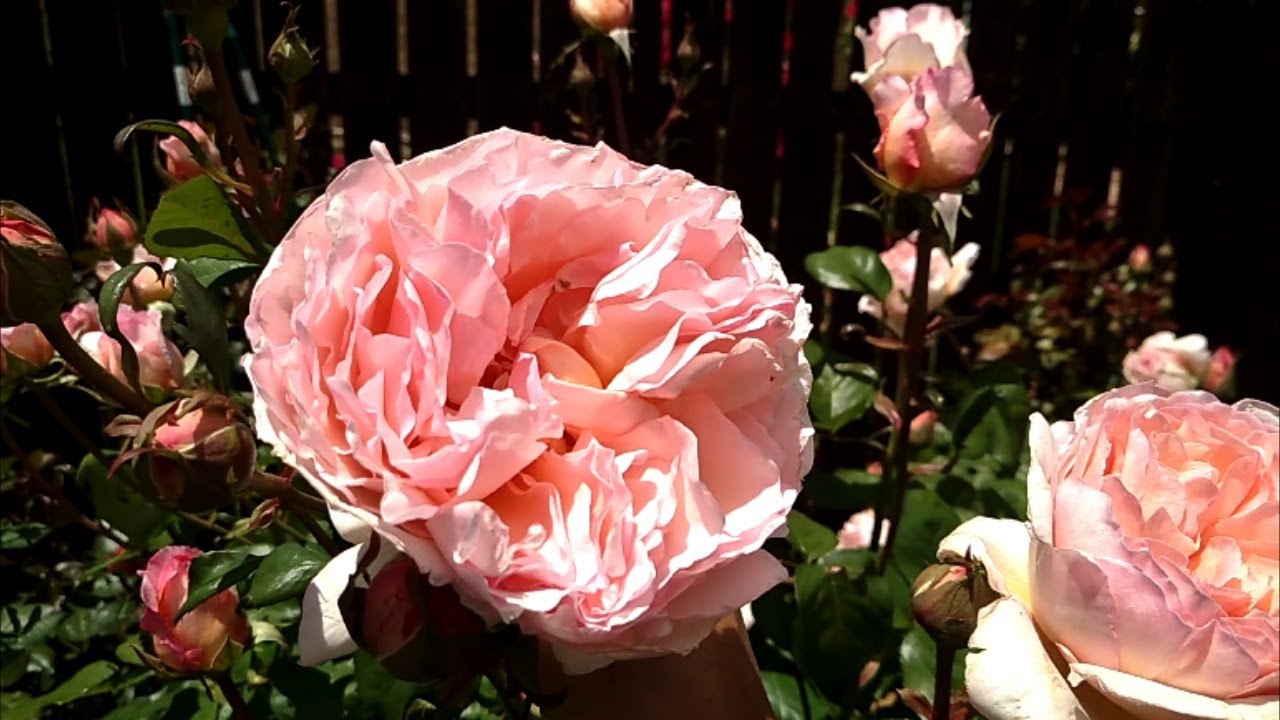 Princess Charlene De Monaco rose - YouTube