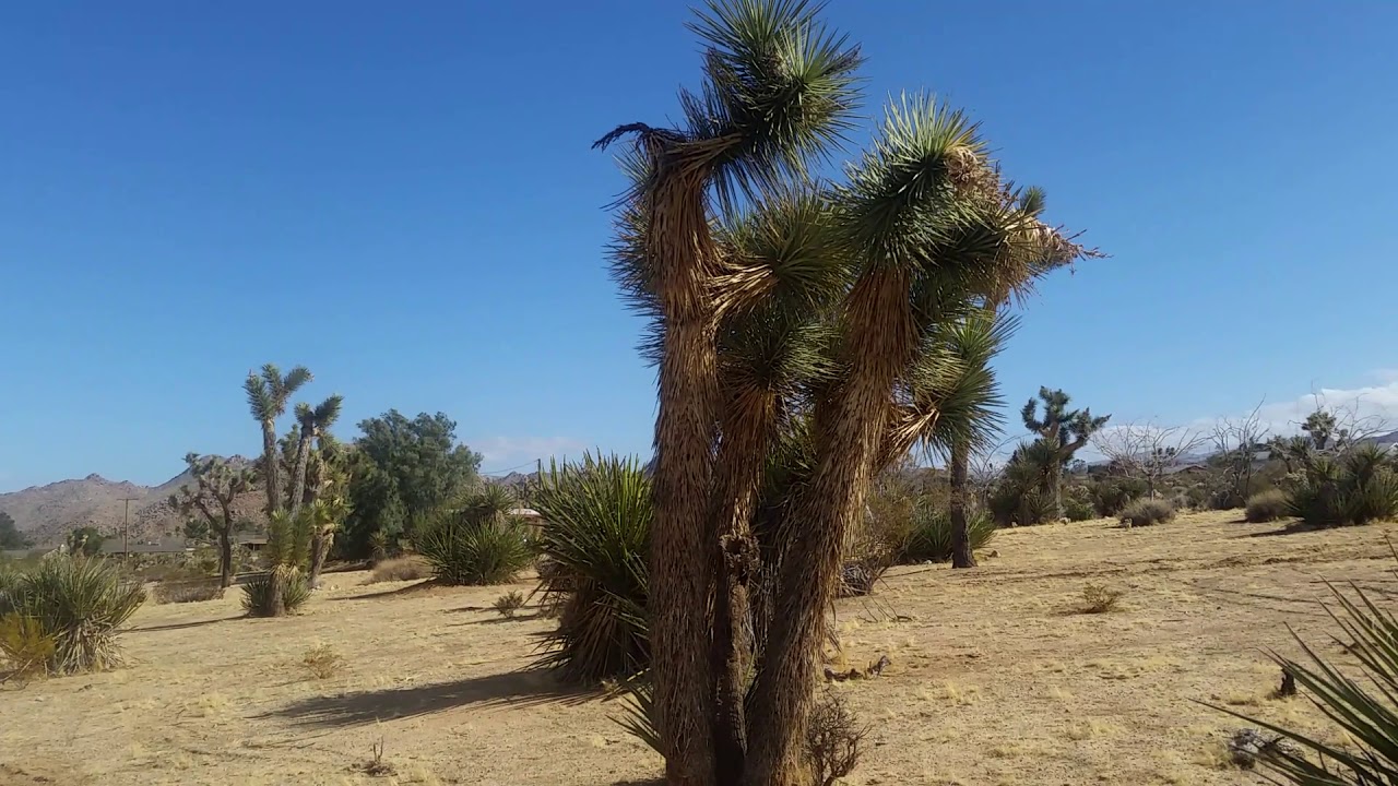 Joshua tree vibes - YouTube