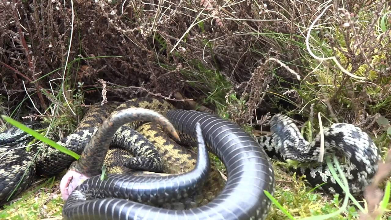 Adders Mating - YouTube