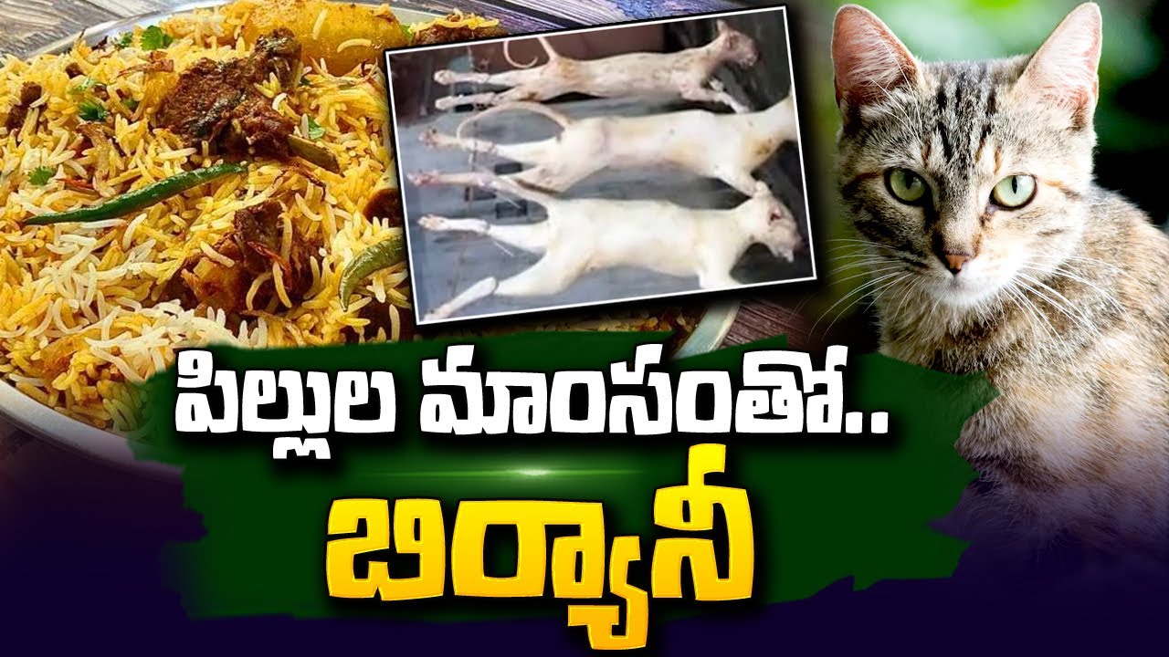 పిల్లుల మాంసంతో బిర్యానీ.. | Cat Meat Biryani Served In Chennai ...