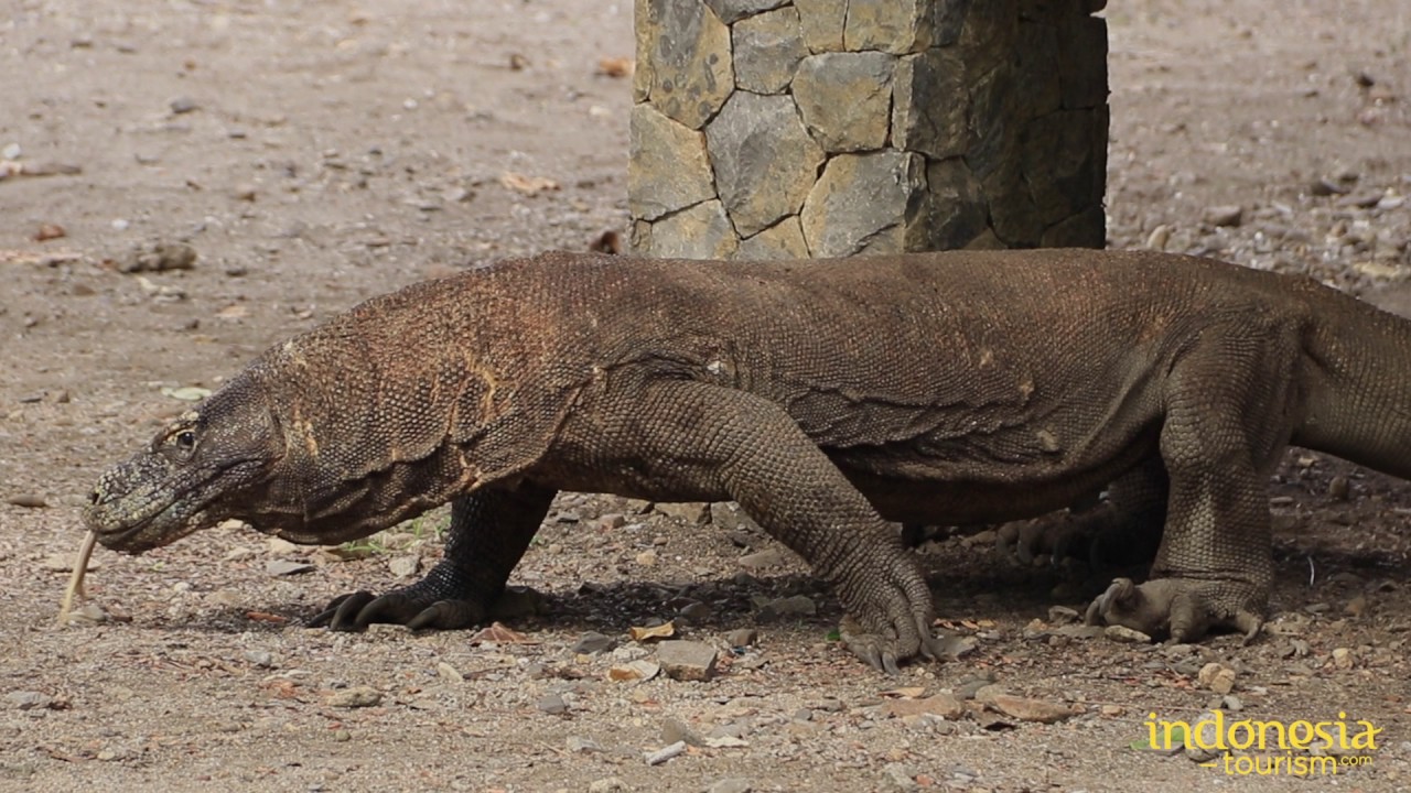 Finding Heaven on Earth in Komodo Island - Indonesia - YouTube