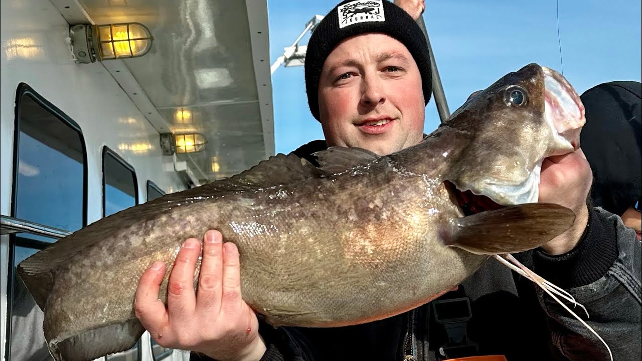 Big and Jumbo Seabass, Cod, and Hake with Captain Lou Offshore Wreck ...