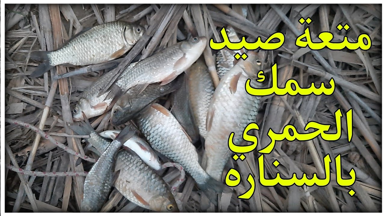 متعة صيد السمك بالسناره Youtube