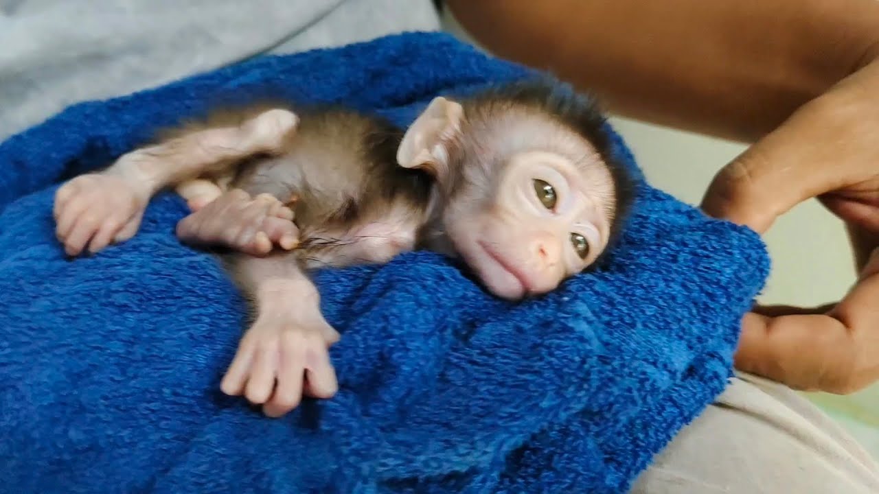 Mickey was sick, I was surprised this morning to see Mickey's condition ...