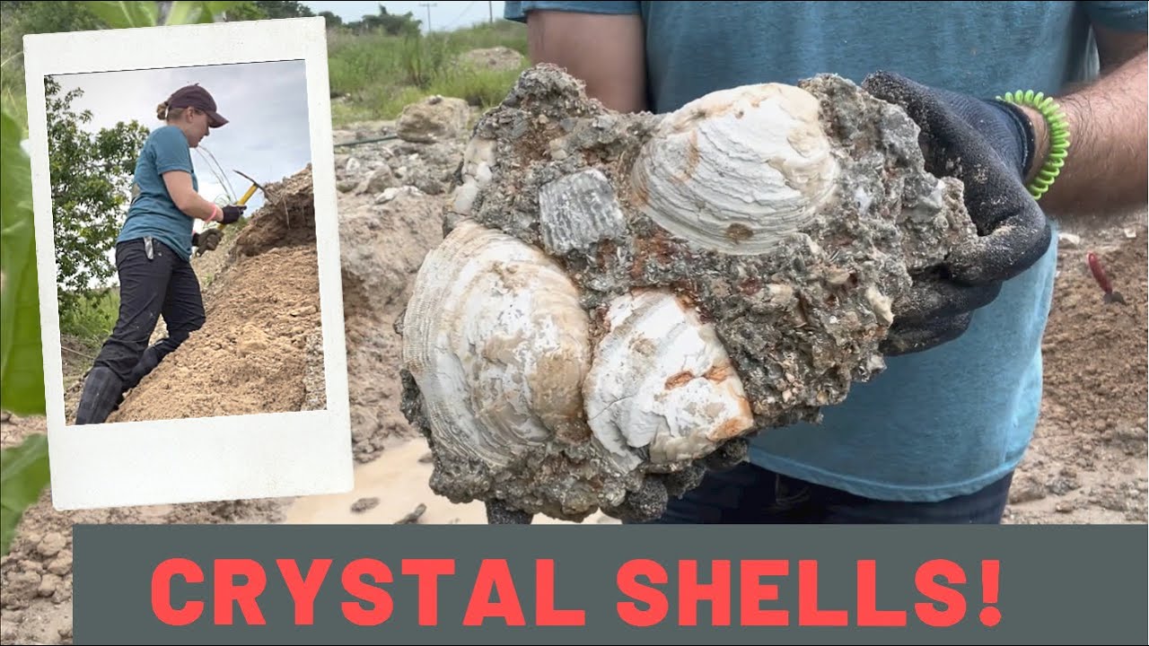 DRYLAND SHELLING for 1.5 million year old calcified crystal seashells ...