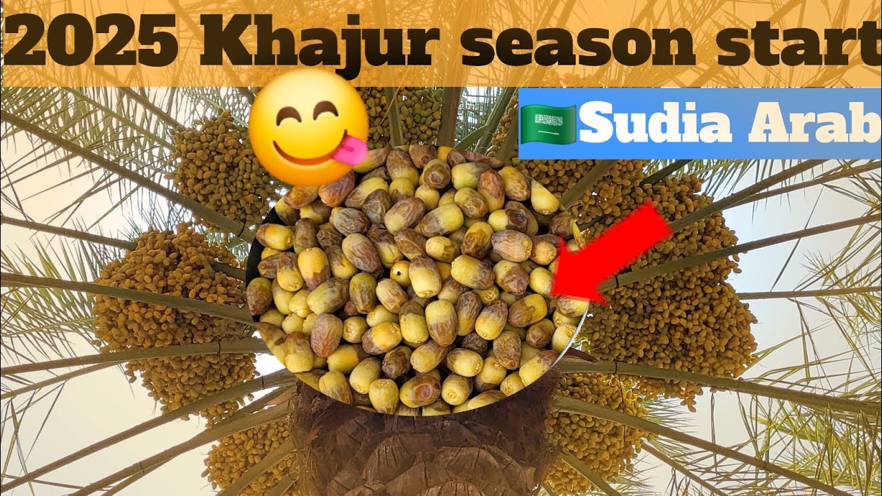 Khajur Farming,2025 khajur season starts @mosarof_official7 saudi arab ...
