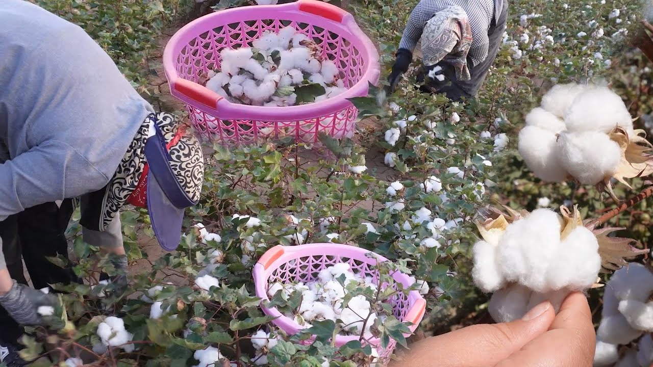 cotton harvesting from cotton fields | How Cotton Processing at village ...