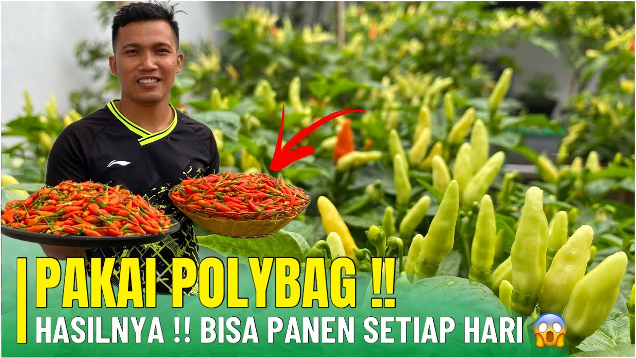 Perawatan Cabe Rawit Ori 212 Umur 20 Minggu,Panen Cabe Ori 212 - YouTube