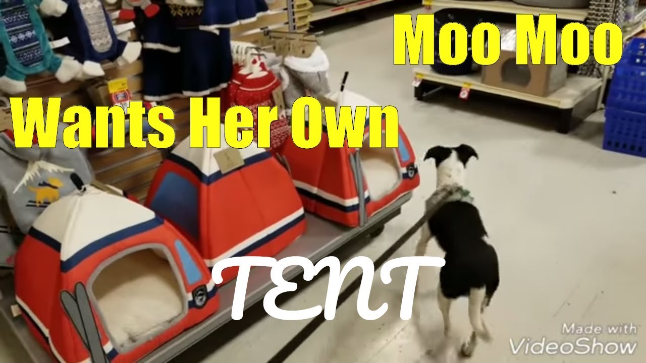 I Take Moo-Moo RV Panda Monium Ausia's Dog Shopping - YouTube