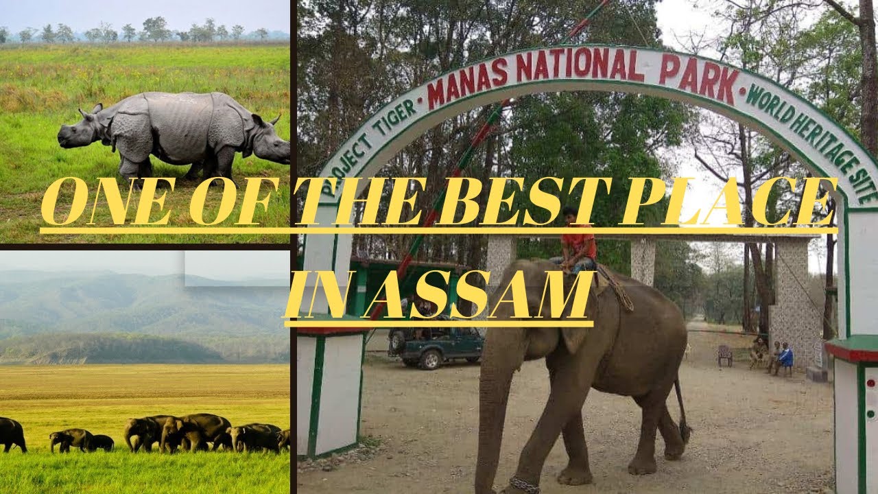 MANAS NATIONAL PARK, ONE OF THE BEST PLACE OF ASSAM, BARPETA ROAD TO ...
