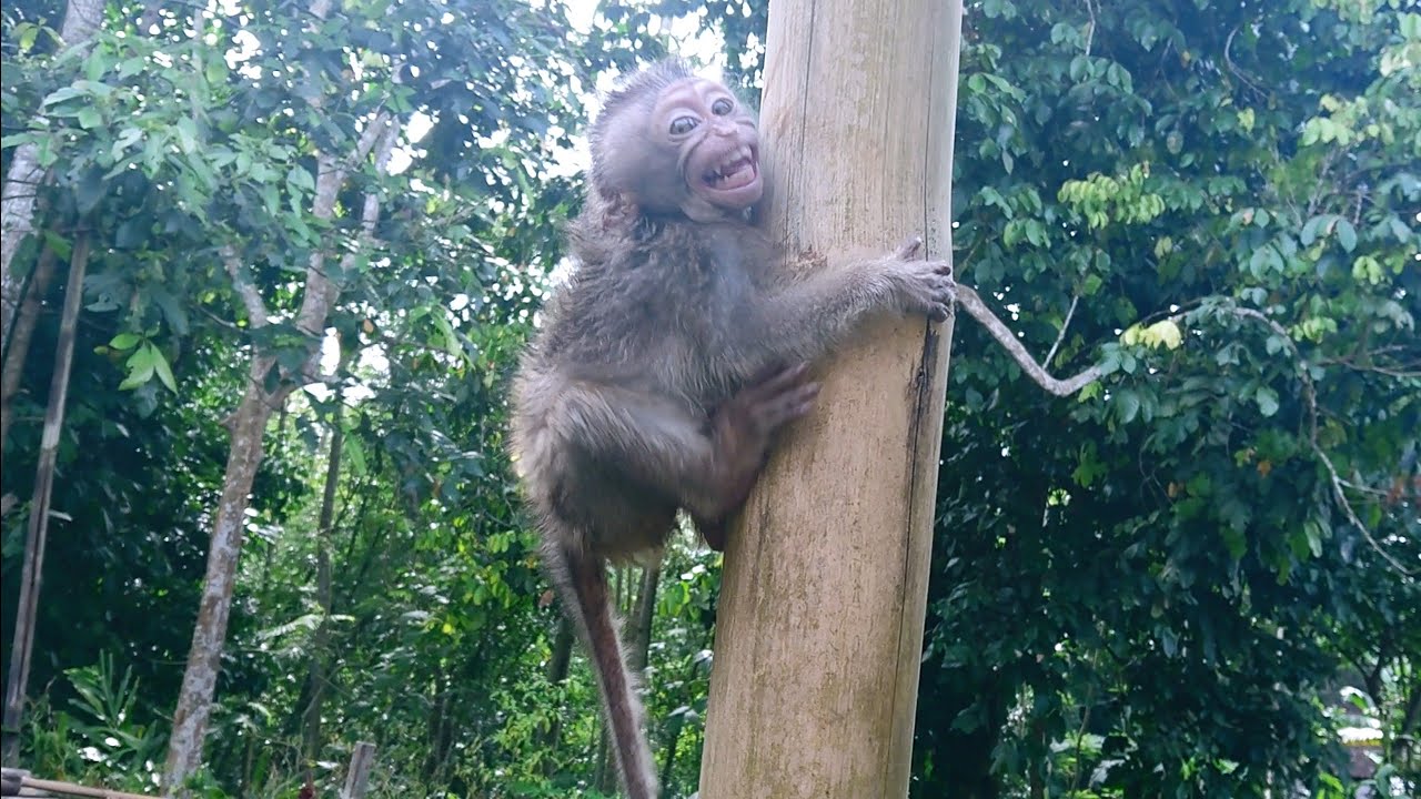 smart monkey - YouTube