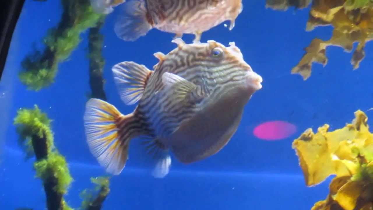 Shaw's Cowfish Steinhart Aquarium California Academy of Sciences San ...