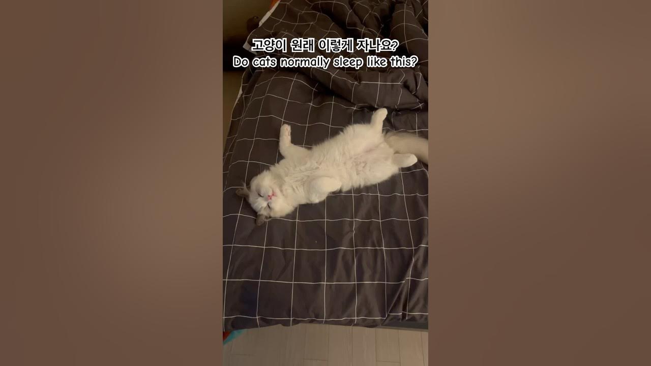 업어가도 모르겠다 랙돌 Cat Catshorts Catvideos Ragdoll 귀여운고양이 랙돌고양이 고양이놀아