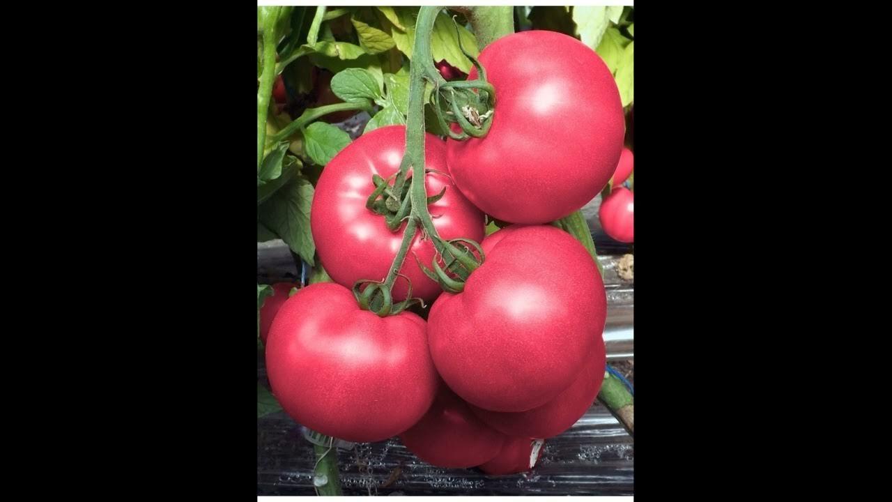 Самый лучший томат в мире 2023 г.! Высокоурожайный, вкусный и сладкий ...