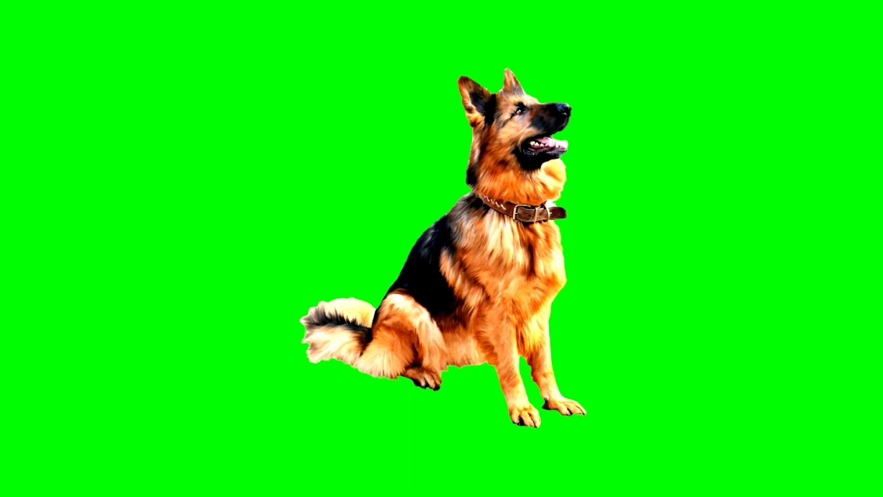 Dog 🐶 green screen video. #https://youtu.be/_Jgt4RovLHI - YouTube