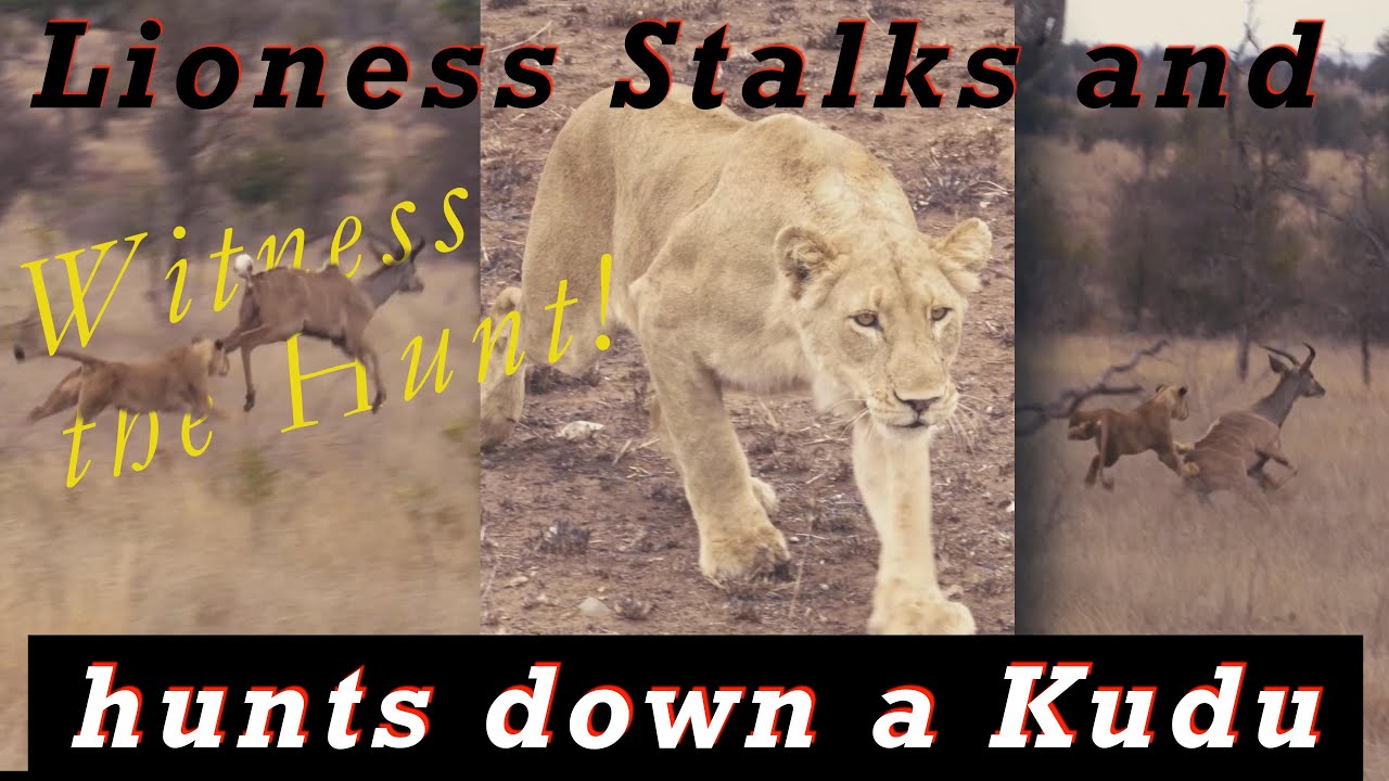 Lion Hunts Down Prey in Kruger National Park - YouTube