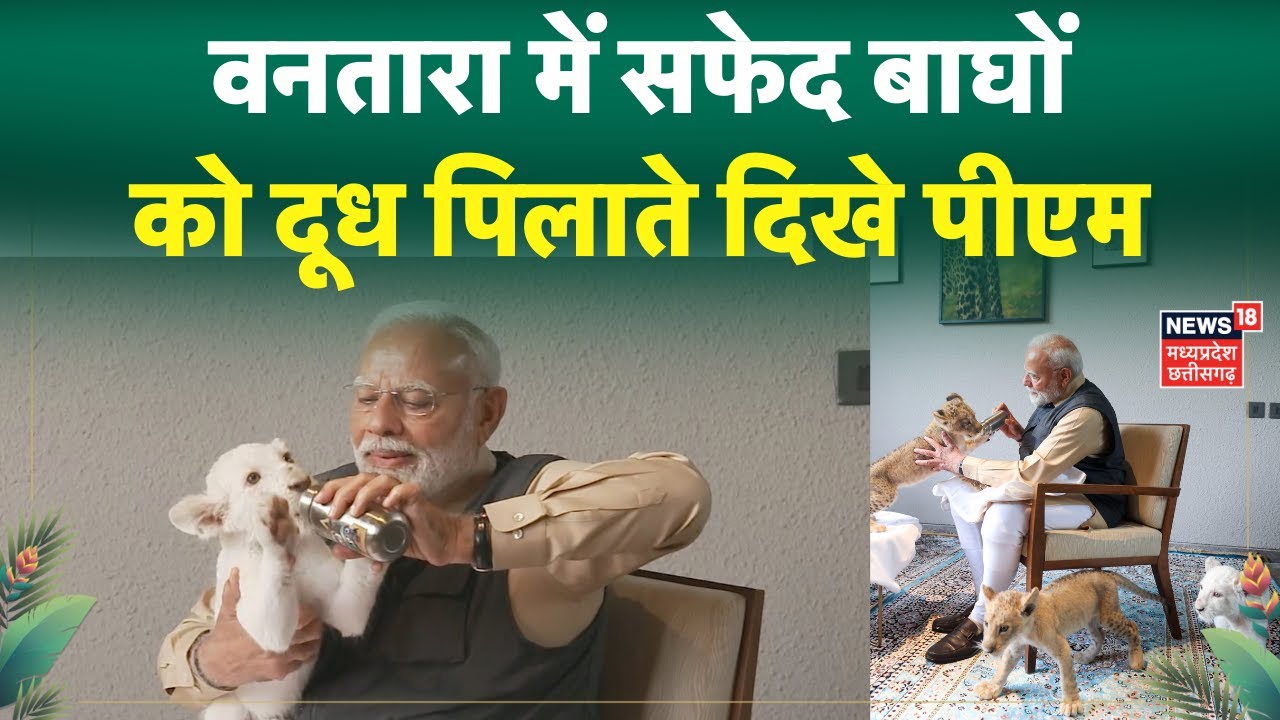 PM Modi Vantara Visit : वनतारा में सफेद बाघों को दूध पिलाते दिखे पीएम ...