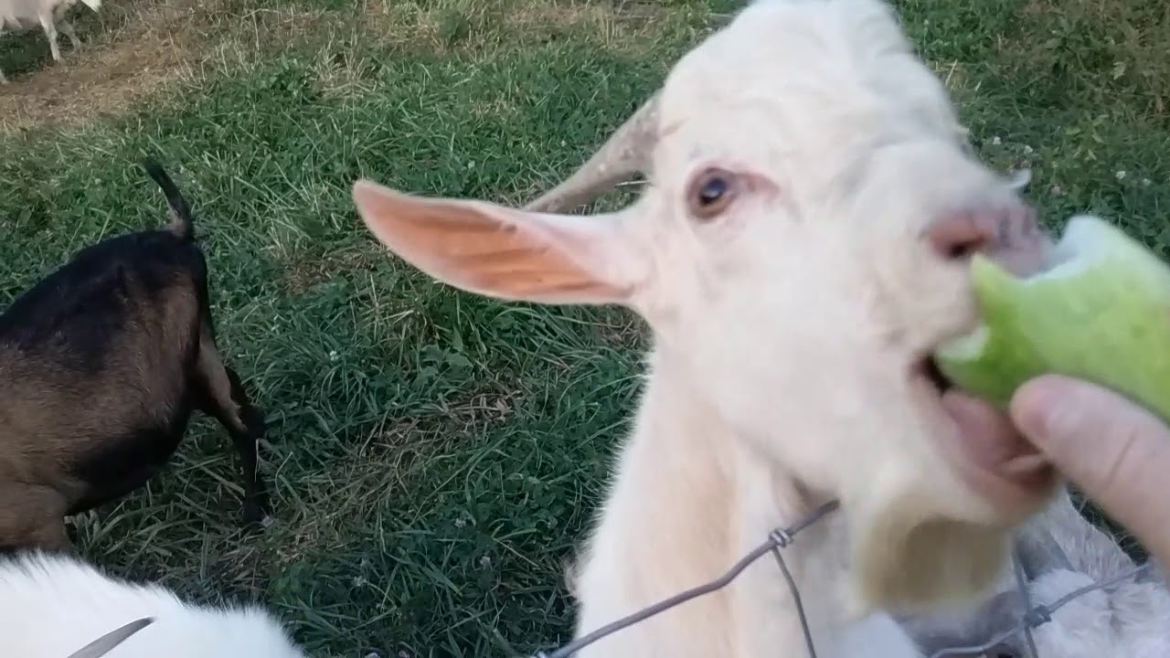 Goats eating a snack. - YouTube