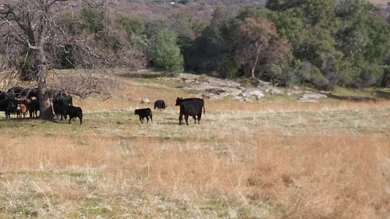 G ranch - YouTube
