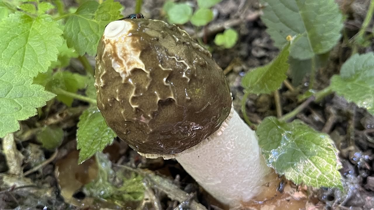 Phallus impudicus Mushroom Identification - YouTube
