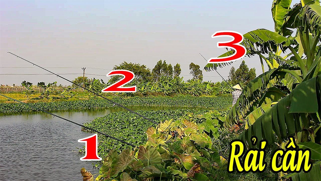 Câu cá sông tự nhiên - 3 cách câu cá sông (fishing) | Góc Chia Sẻ Hải ...