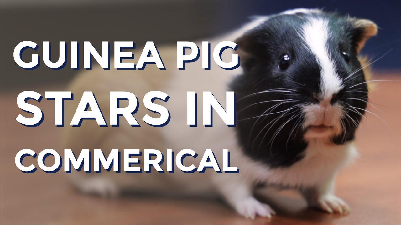 A Real Guinea Pig Starred in this Commercial! - YouTube