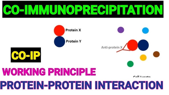 Immunoprecipitation Principle