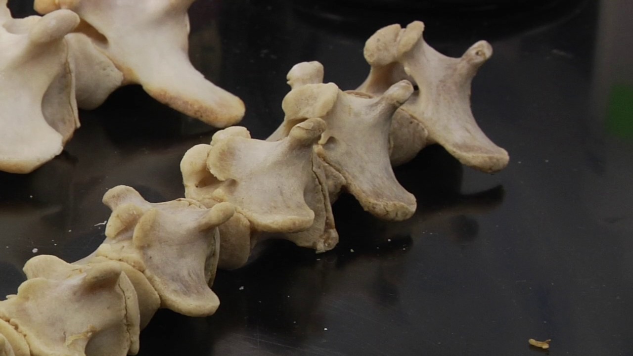 Sarah Duclos: Research Experience in Biomedical Engineering at Clarkson ...