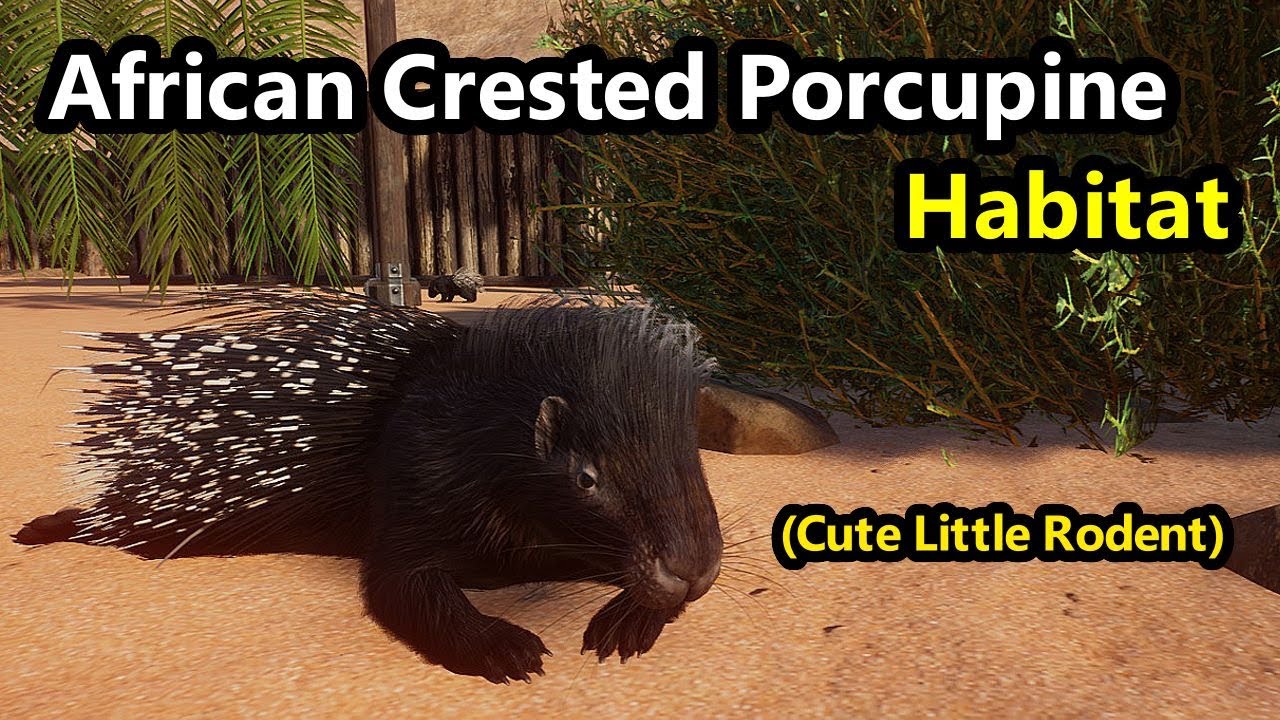 Making an African Crested Porcupine Habitat | Planet Zoo - YouTube