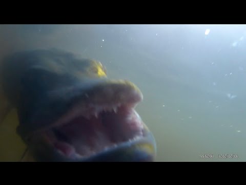 42” Muskie, Delaware River 10/20/21 - YouTube