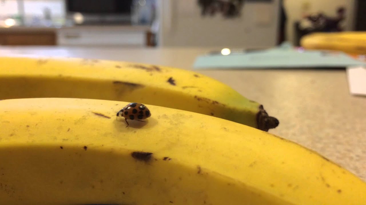 Ladybug in my kitchen - YouTube