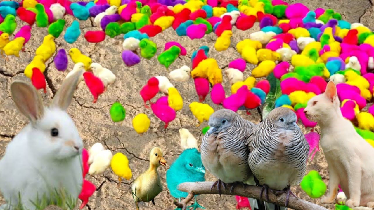 Tangkap Ayam Warna Warni, Ayam Reborn, Ayam Teletubbies, Bebek, Marmut ...