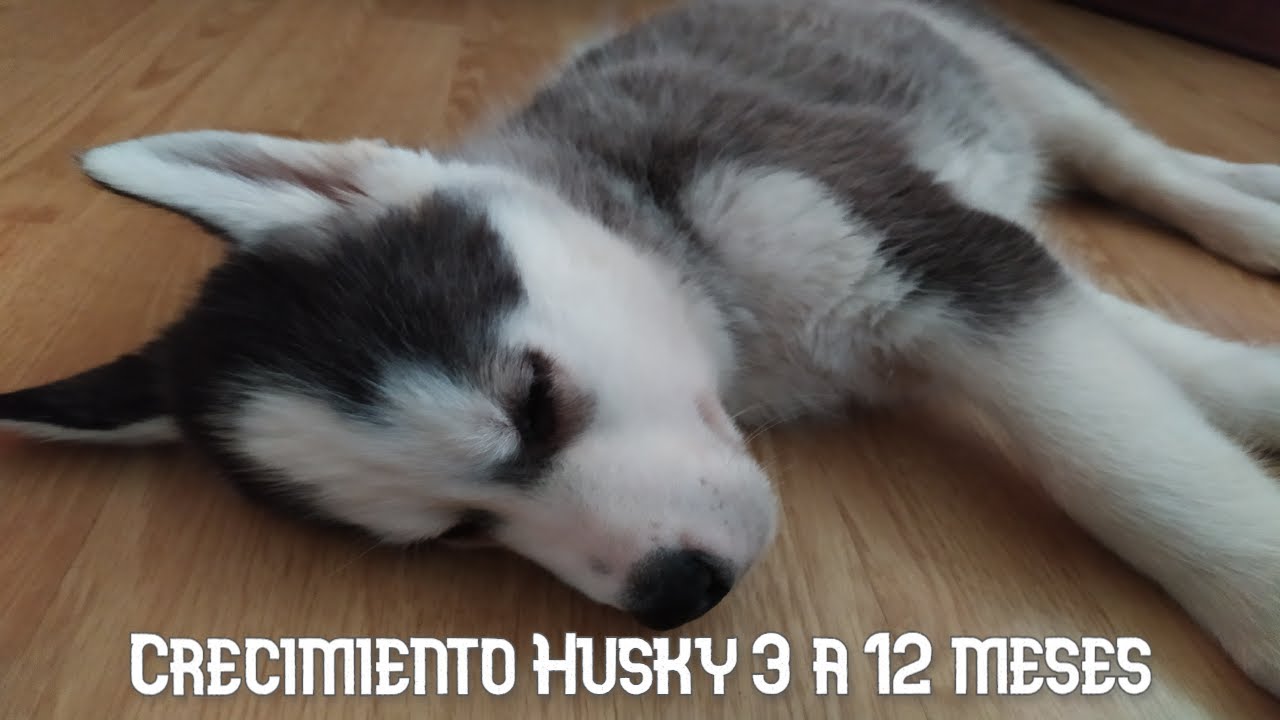 Crecimiento Husky Siberiano de 3 a 12 meses | Ivar The Husky | - YouTube