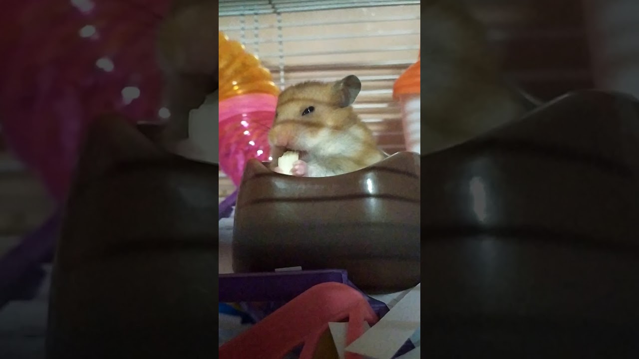 Nuggets the hamster eating inside his bowl - YouTube