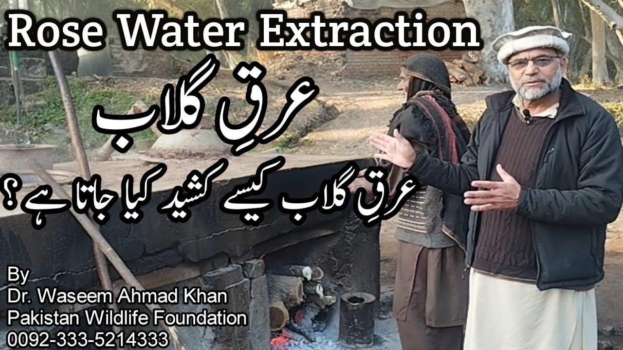 How Is Rose Water Extracted In Plants |Arq E Gulab Kaisay Tyar Kiya ...