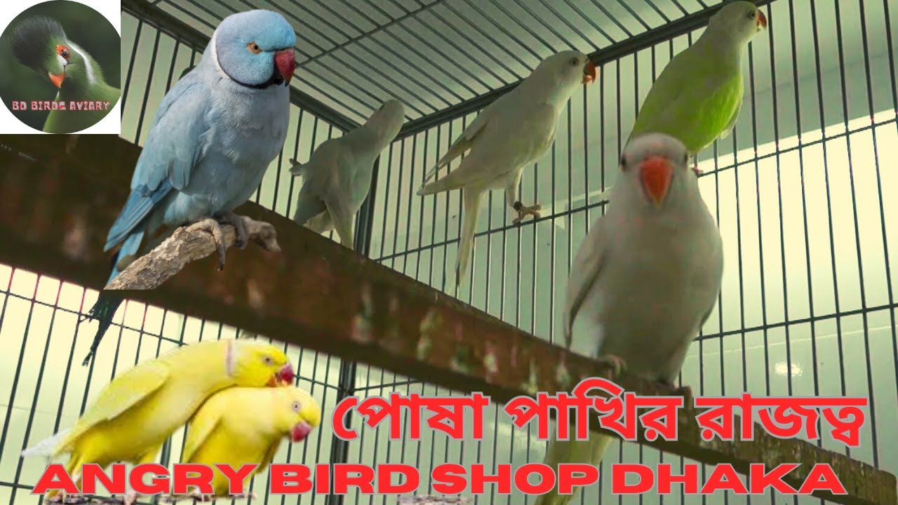 katabon bird market | Bird shop in Bangladesh | পাখির দোকান ঢাকা - YouTube