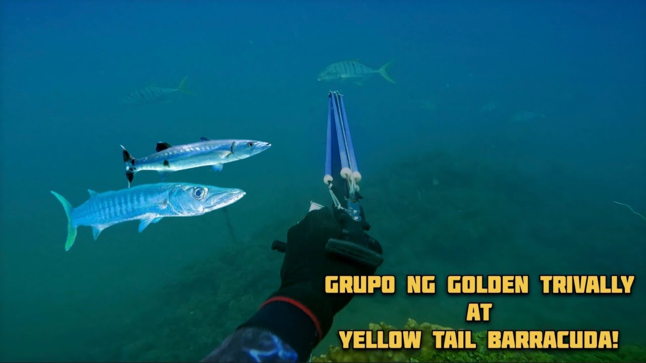 Kawan ng Yellow tail barracuda at Golden trivally ! | Spearfishing 🇵🇭 # ...