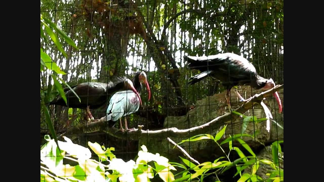 Bronx Zoo Part 7 Birds And Turtles - YouTube