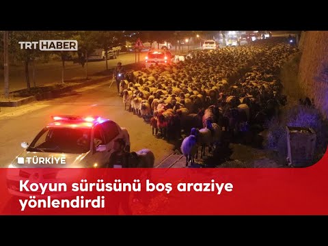 10 bin koyun trafiği aksattı, polis ekipleri devreye girdi