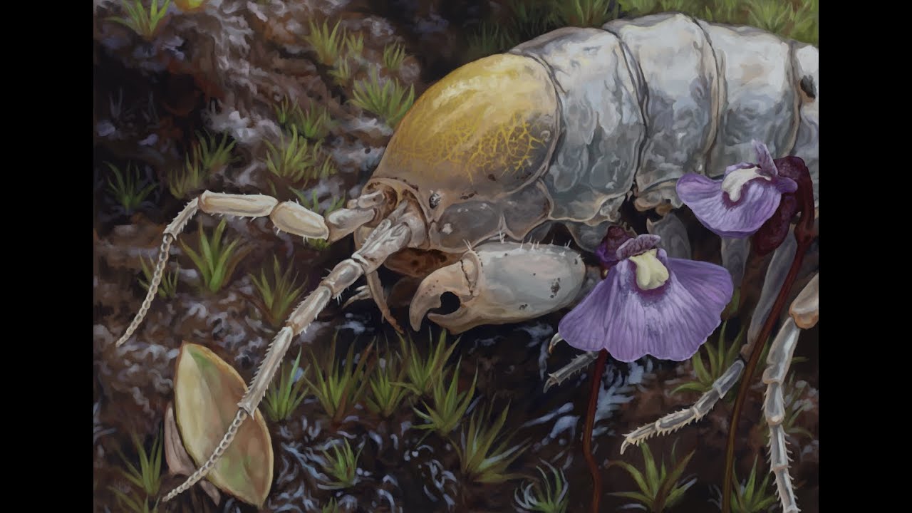 Phreatoicopsis raffae drawing timelapse video + process - YouTube