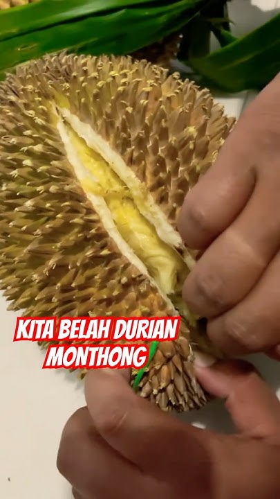 BELAH DURIAN MONTHONG HASIL JATUHAN #durianjatuh #durianlover #buah - YouTube