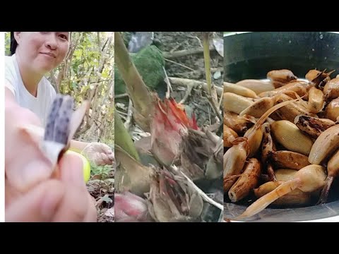 Harvesting Tagbak fruit #fyp #friut - YouTube