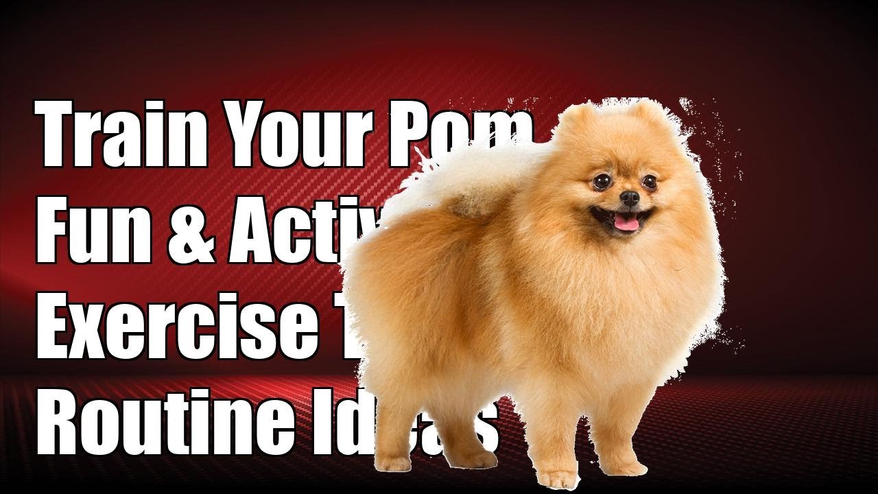 How can I incorporate training into my Pomeranian's exercise routine ...