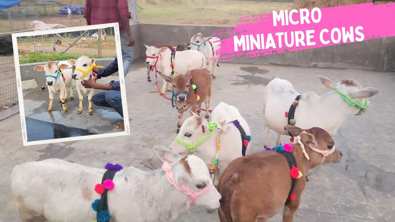 Micro Miniature Cows | Nadipathy goshala | Shortest cows #video # ...
