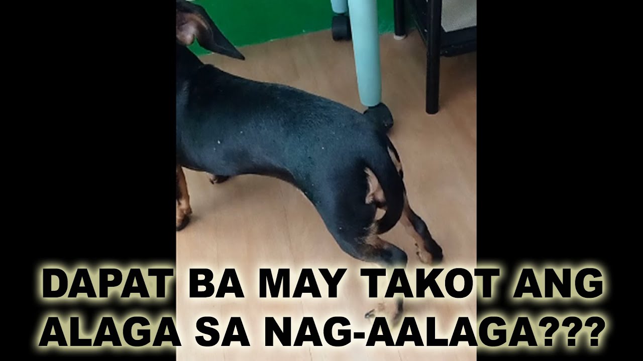 DAPAT BANG MATAKOT ANG ALAGANG ASO SA NAG-AALAGA? | Kopika #dogreaction ...